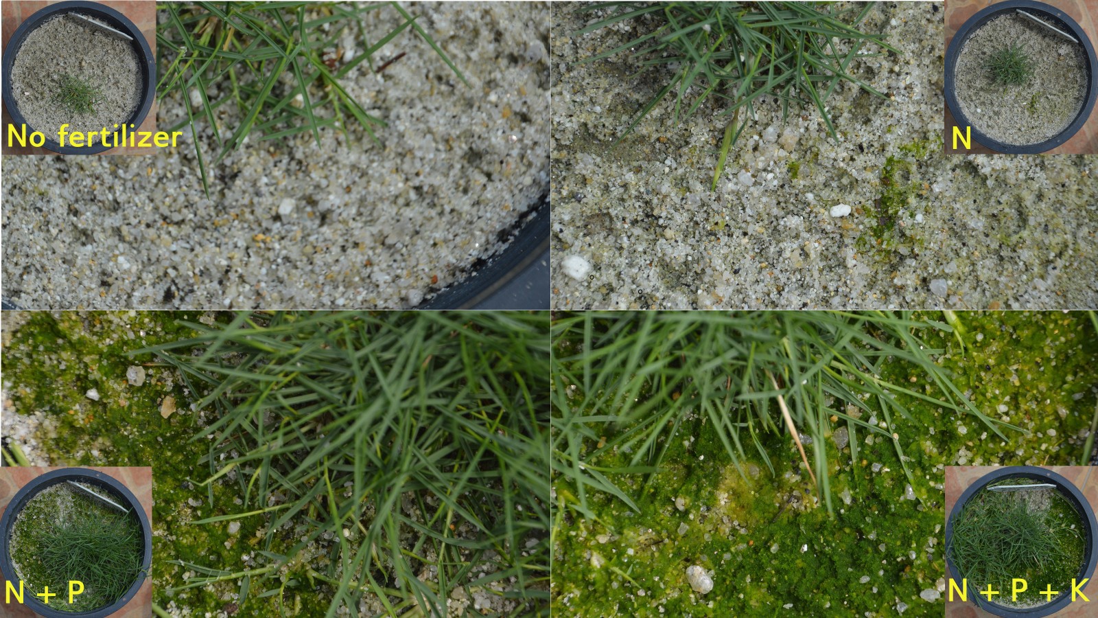 Algae, sand, and phosphorus | Asian Turfgrass Center