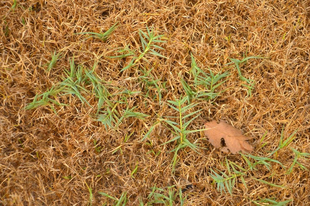 Big differences between species | Asian Turfgrass Center