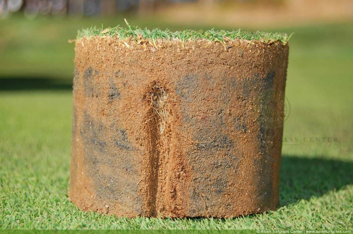 An especially lucid abstract about core aeration | Asian Turfgrass Center