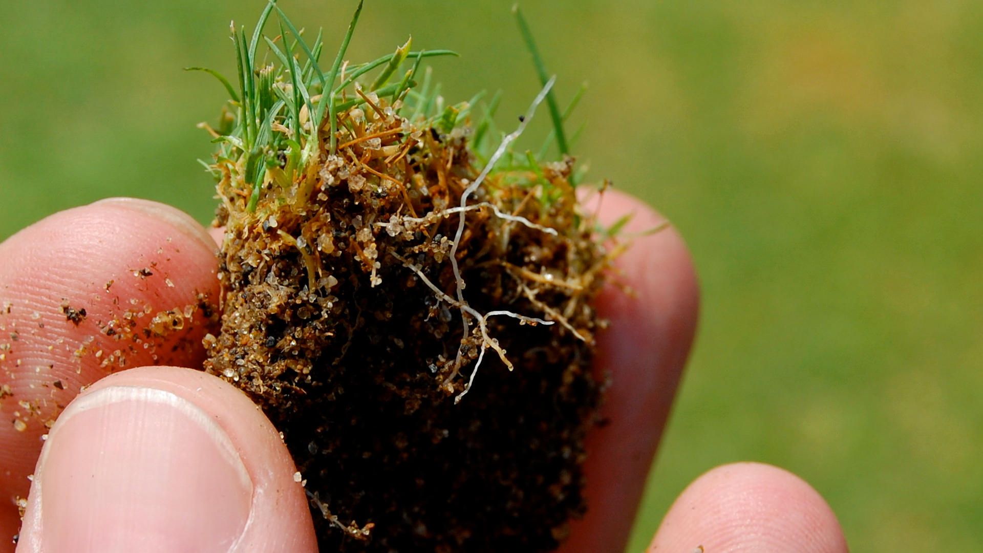 Do you have an idea why they recommend so much K? | Asian Turfgrass Center