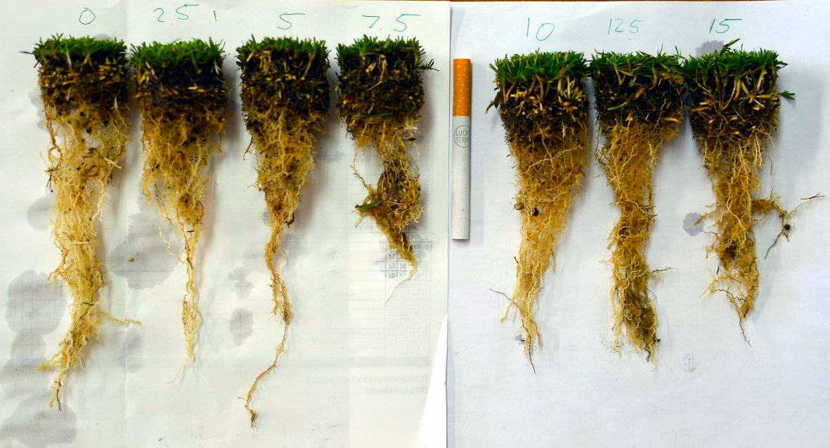 Fast release fertilizer, fertilizer burn, and root growth | Asian ...