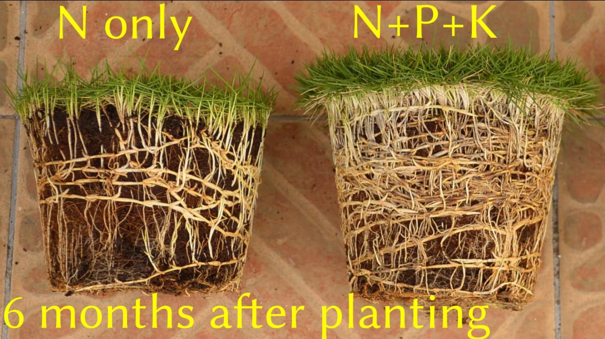 When grass grows more, it makes more roots | Asian Turfgrass Center