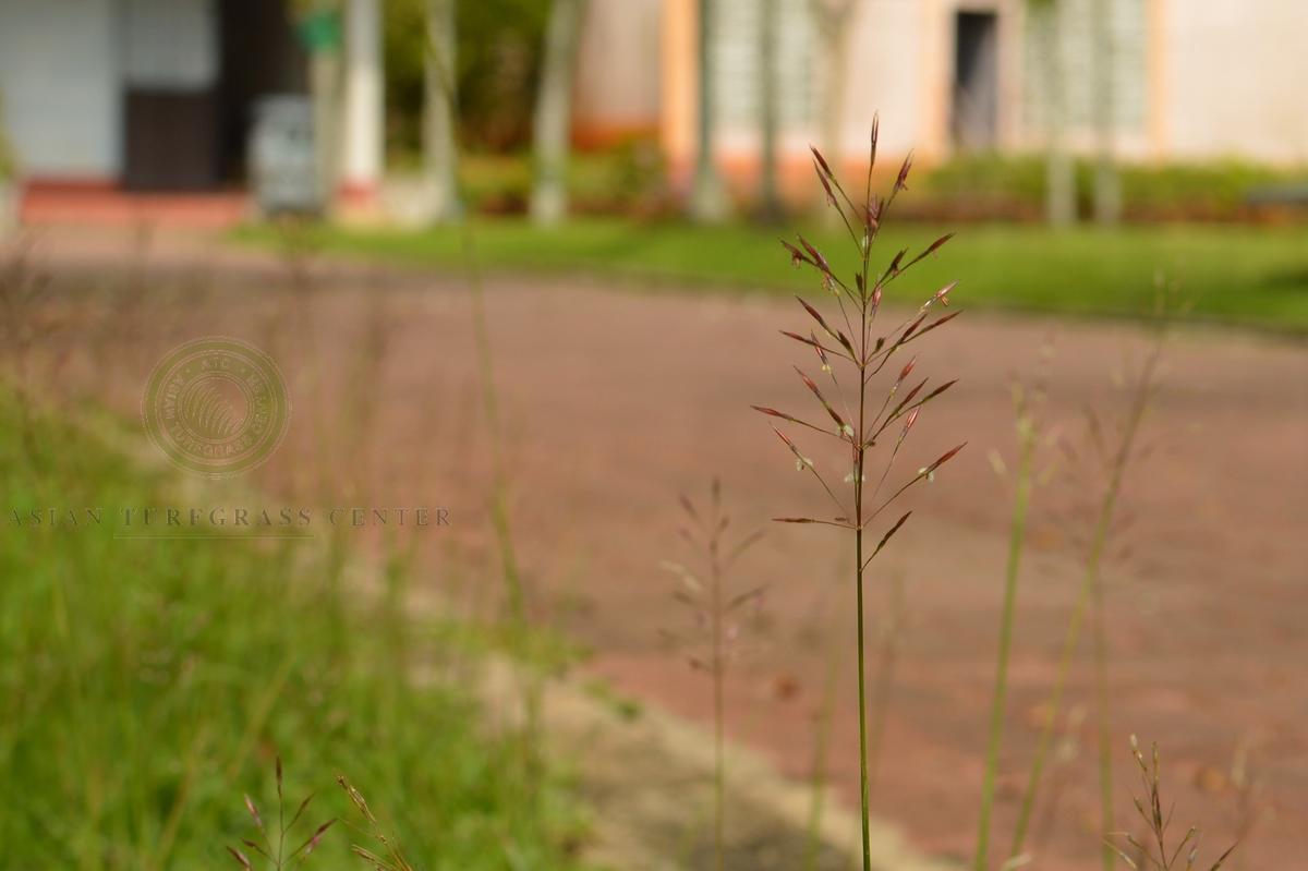 Chrysopogon Aciculatus