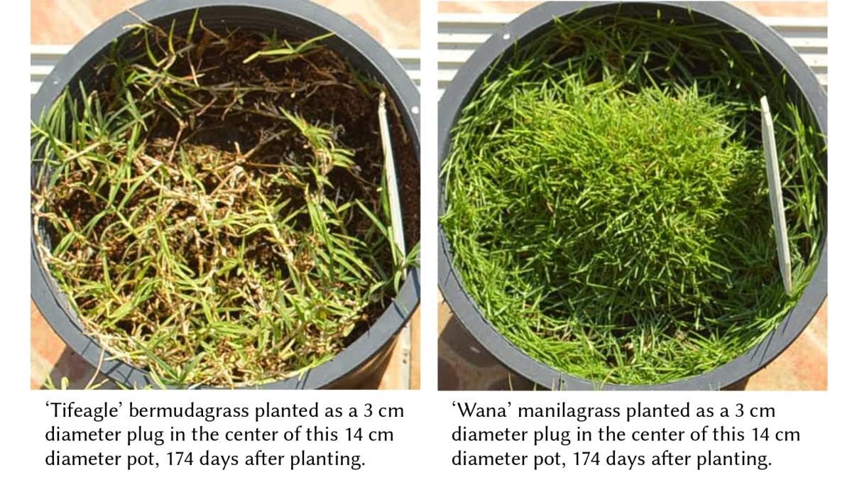 Turf performance and the lifespan of individual grass leaves | Asian ...