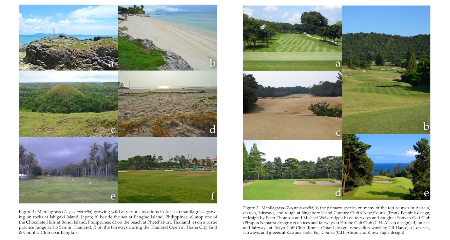 Manilagrass is the best choice for links-style golfing surfaces in East ...