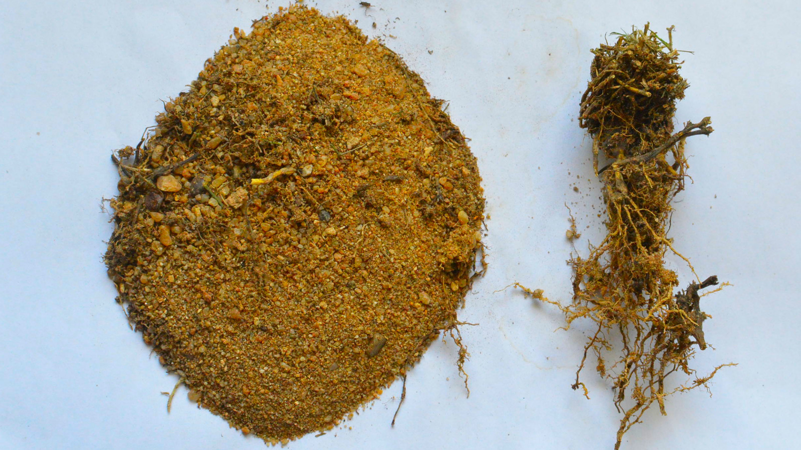 Sand and organic matter have different bulk densities | Asian Turfgrass ...