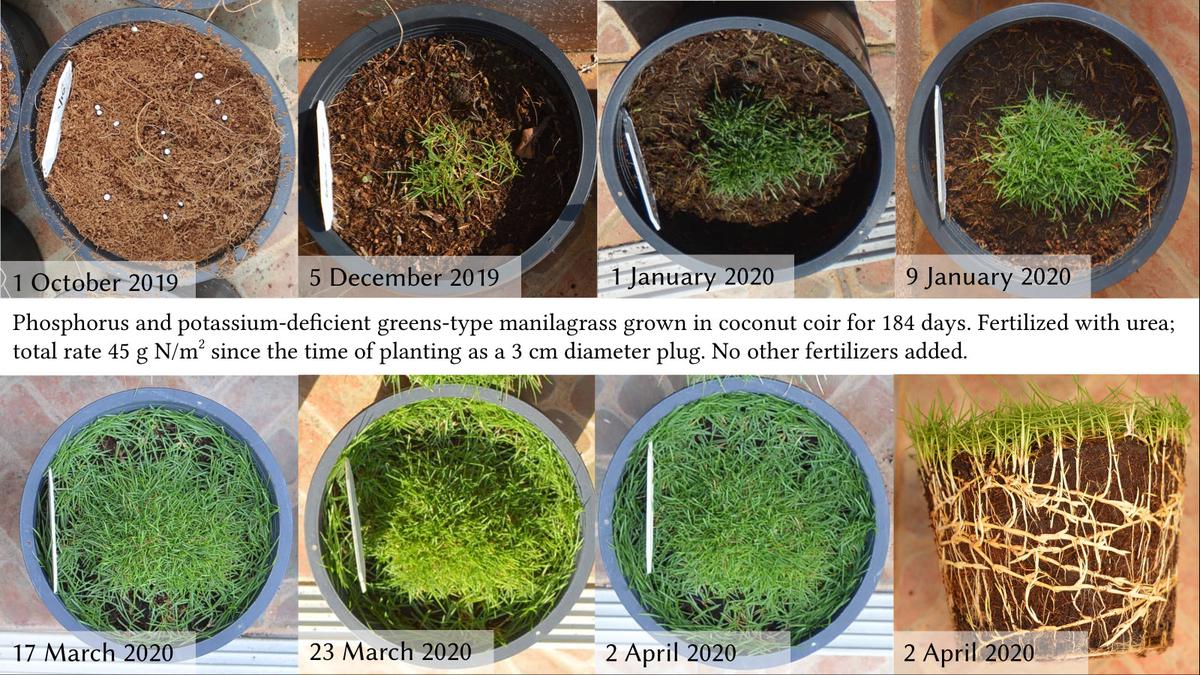 Roots on grass kept deficient in P and K | Asian Turfgrass Center