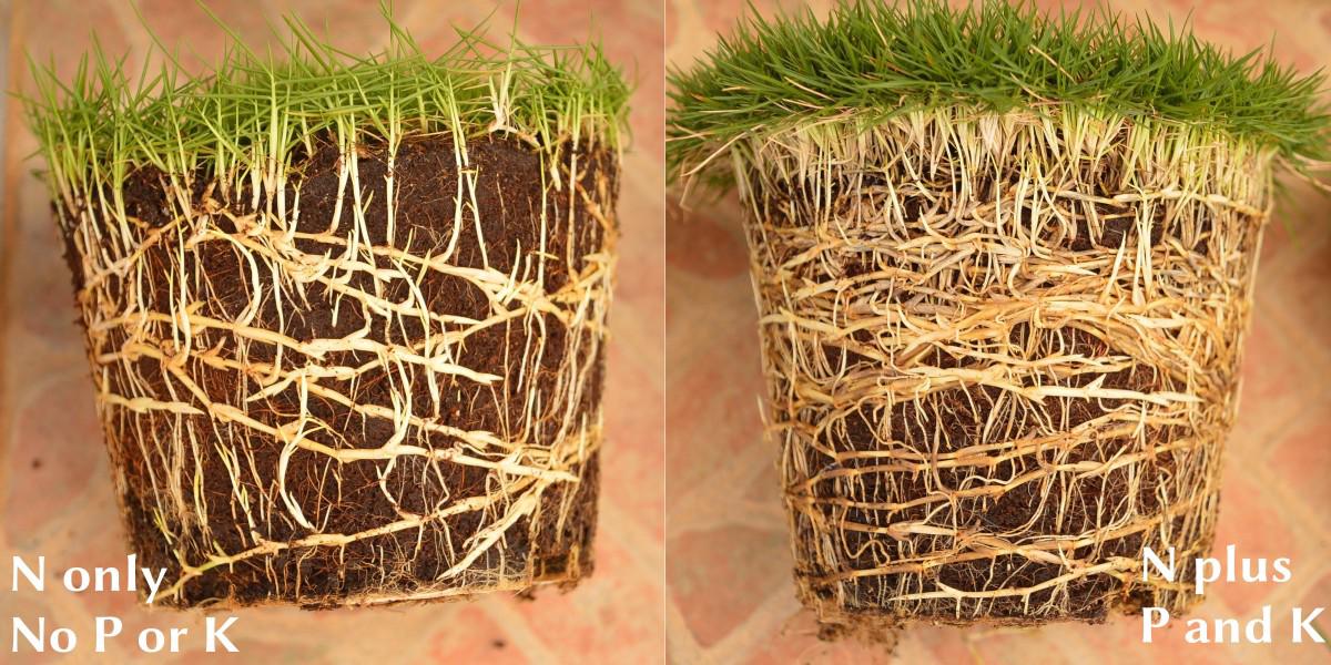 Roots on grass supplied with N, P, and K | Asian Turfgrass Center