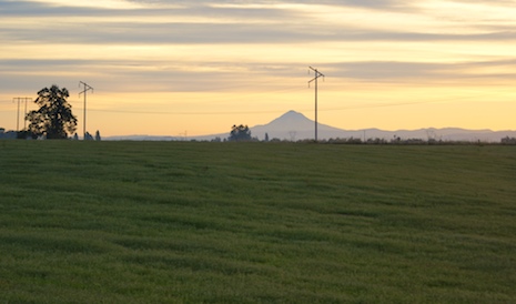 Seashore paspalum seed from Oregon, really! | Asian Turfgrass Center