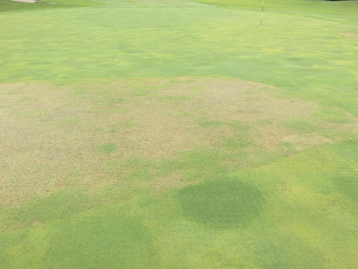 Tissue tests as "postmortem types of analyses" | Asian Turfgrass Center