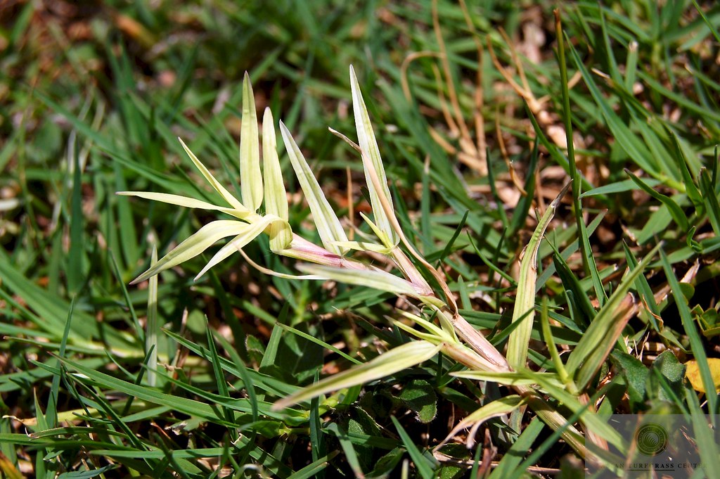 Tissue testing and gas mileage | Asian Turfgrass Center