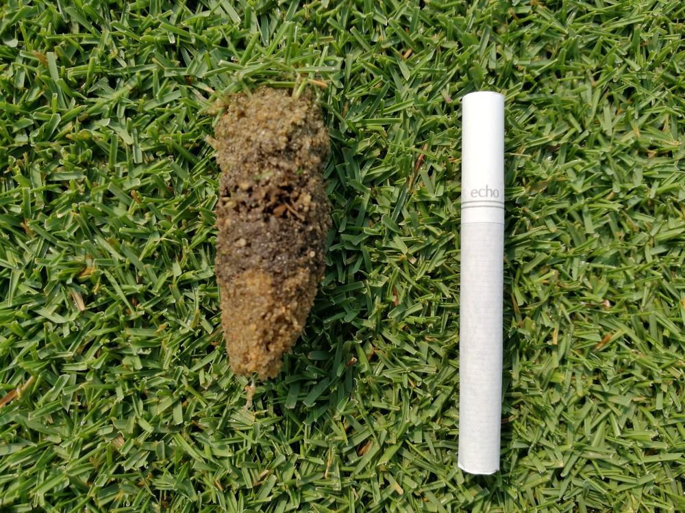 Of turf, roots, and fertilizer | Asian Turfgrass Center