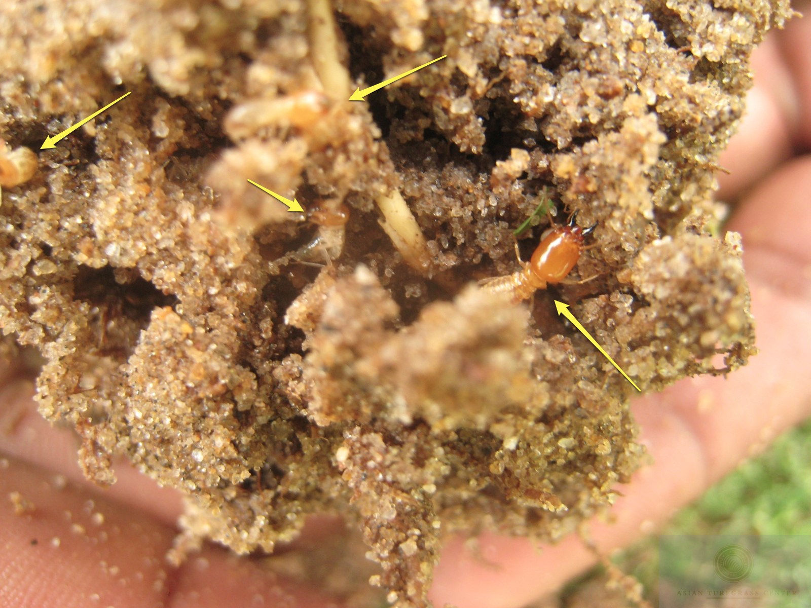 Turfgrass Mystery: what insect caused this damage? | Asian Turfgrass Center