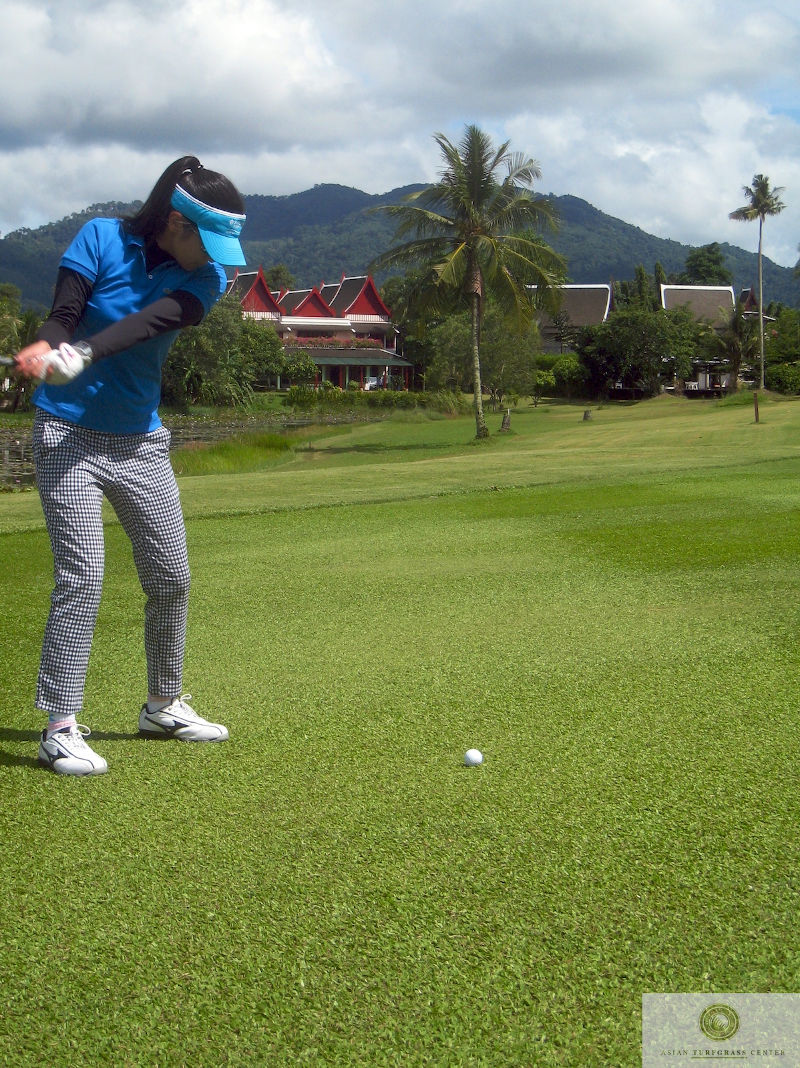 What grasses are growing on golf courses in Thailand? | Asian Turfgrass Center