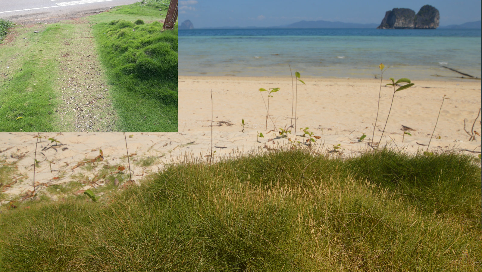 The wonders of [just enough] traffic on turfgrass | Asian Turfgrass Center